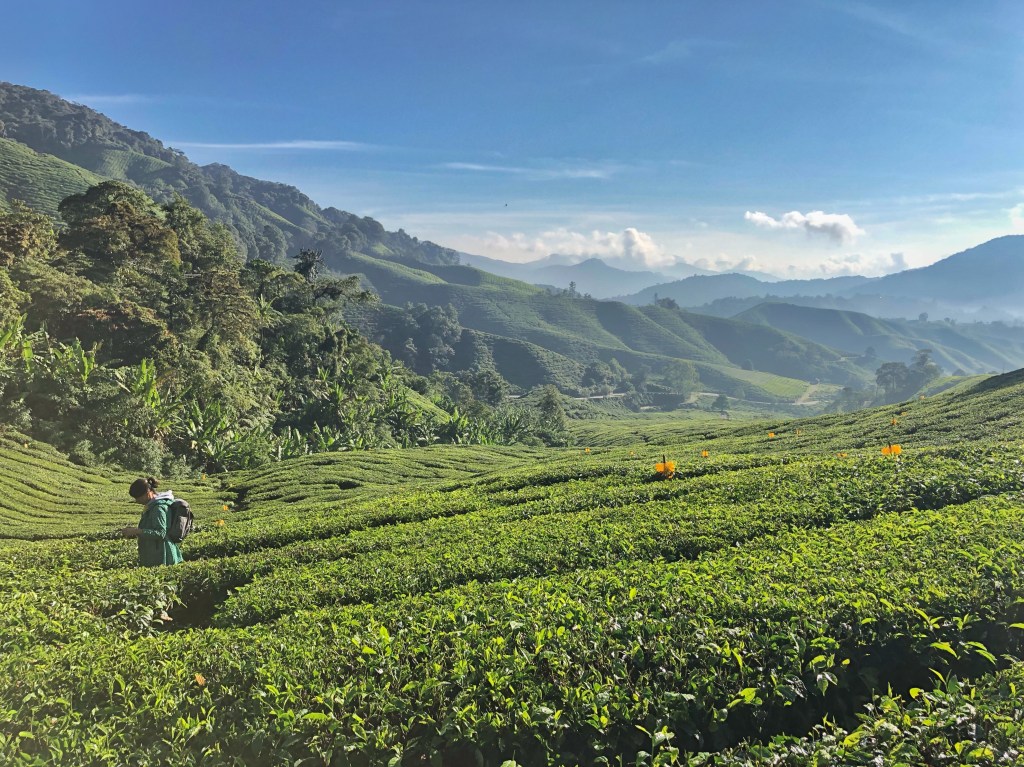 Cameron Highlands: Tips to planning your trip; and where to get the ...